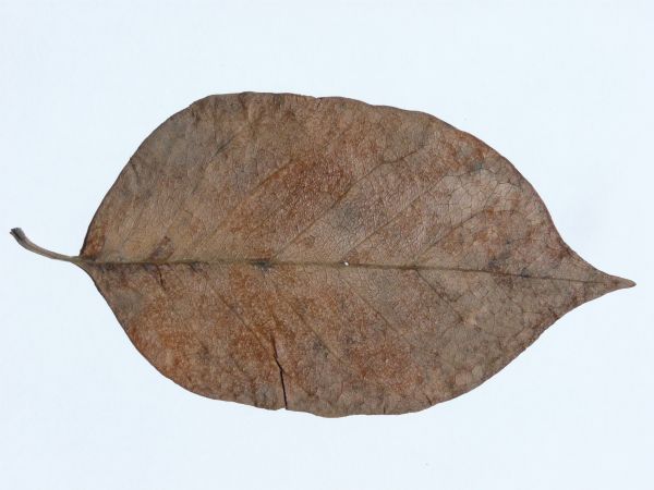 texture 0093 - Texturelib